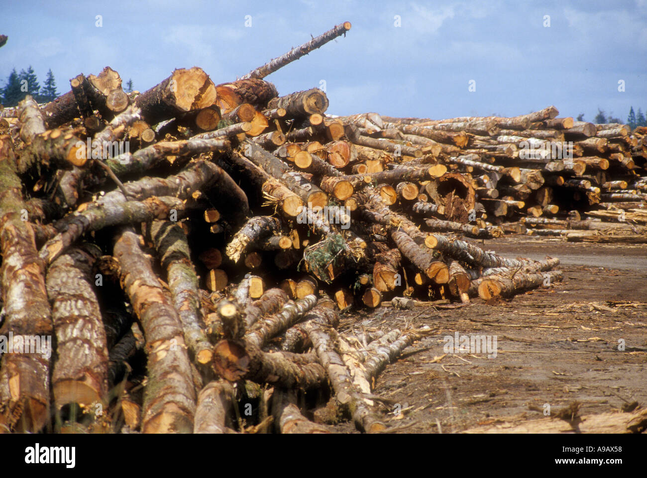 Felled and sawn logs ready for chipping Oregon USA Stock Photo - Alamy