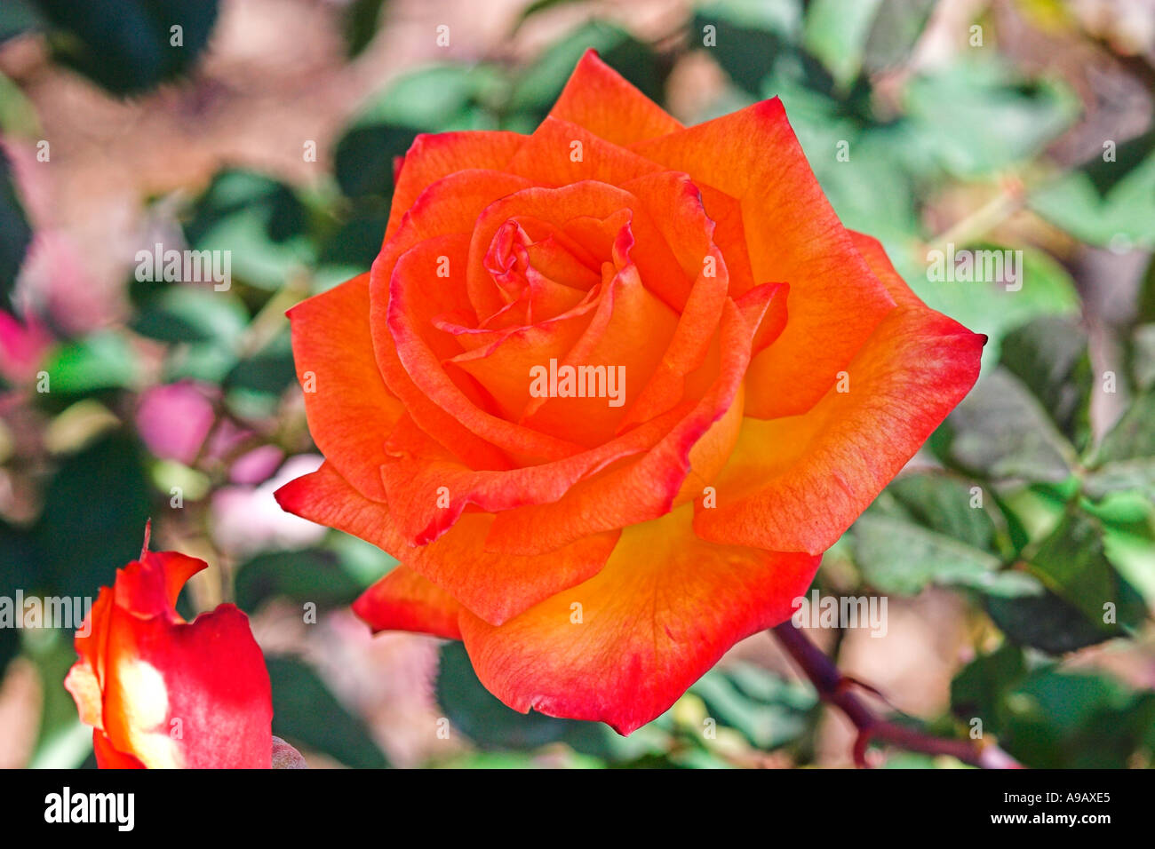 Red and Orange Rose Stock Photo - Alamy