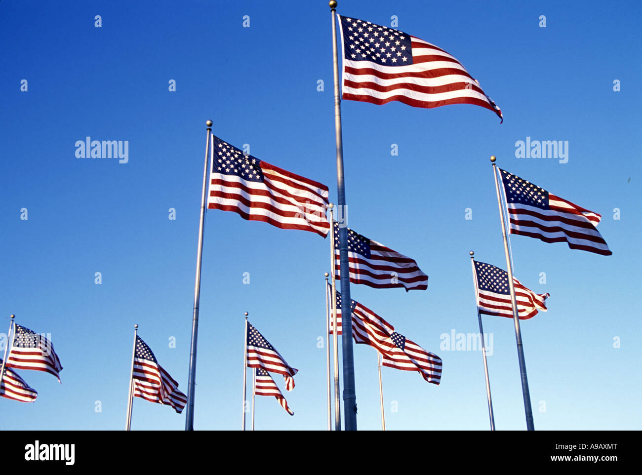 ROWS OF UNITED STATES FLAGS FLYING ON FLAGPOLES WITH BLUE SKY Stock ...