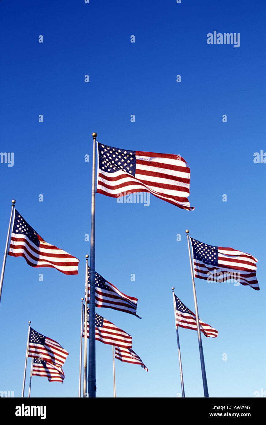 ROWS OF UNITED STATES FLAGS FLYING ON FLAGPOLES WITH BLUE SKY Stock ...
