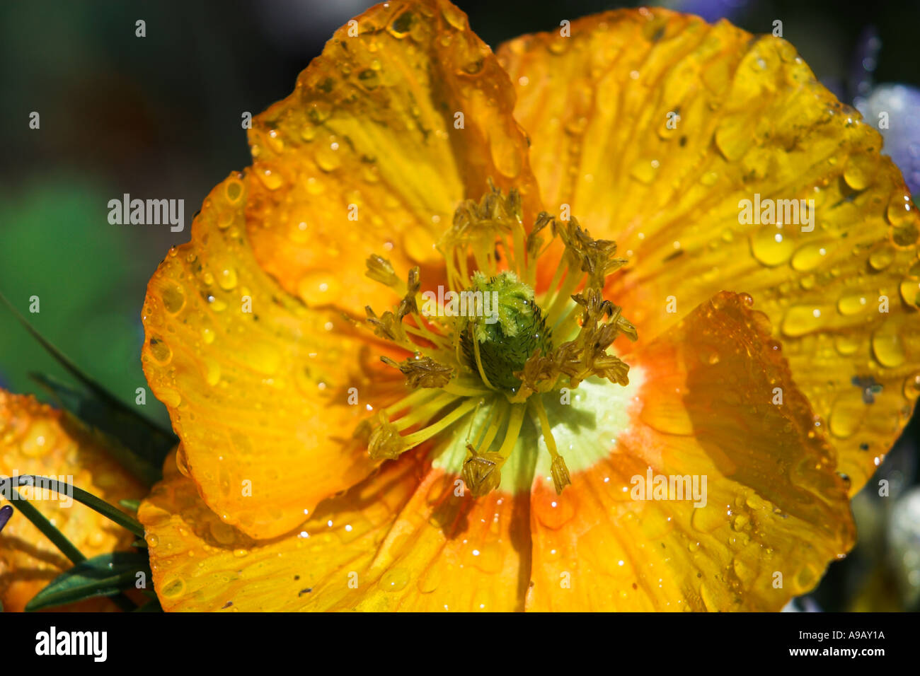 Yellow or Golden Iceland Poppy with Raindrops Stock Photo - Alamy
