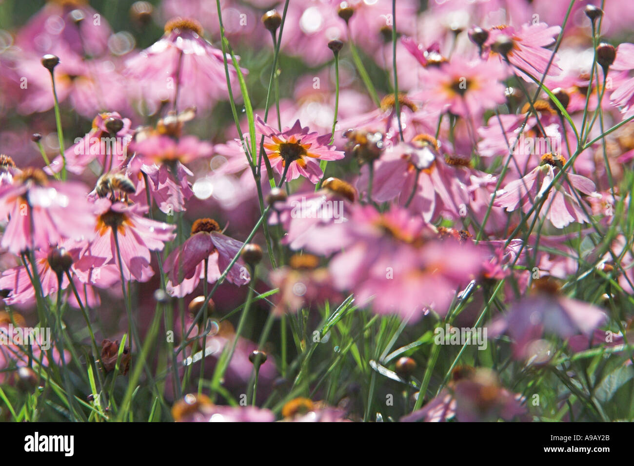 A field of pink Cosmos in the Sun Stock Photo - Alamy