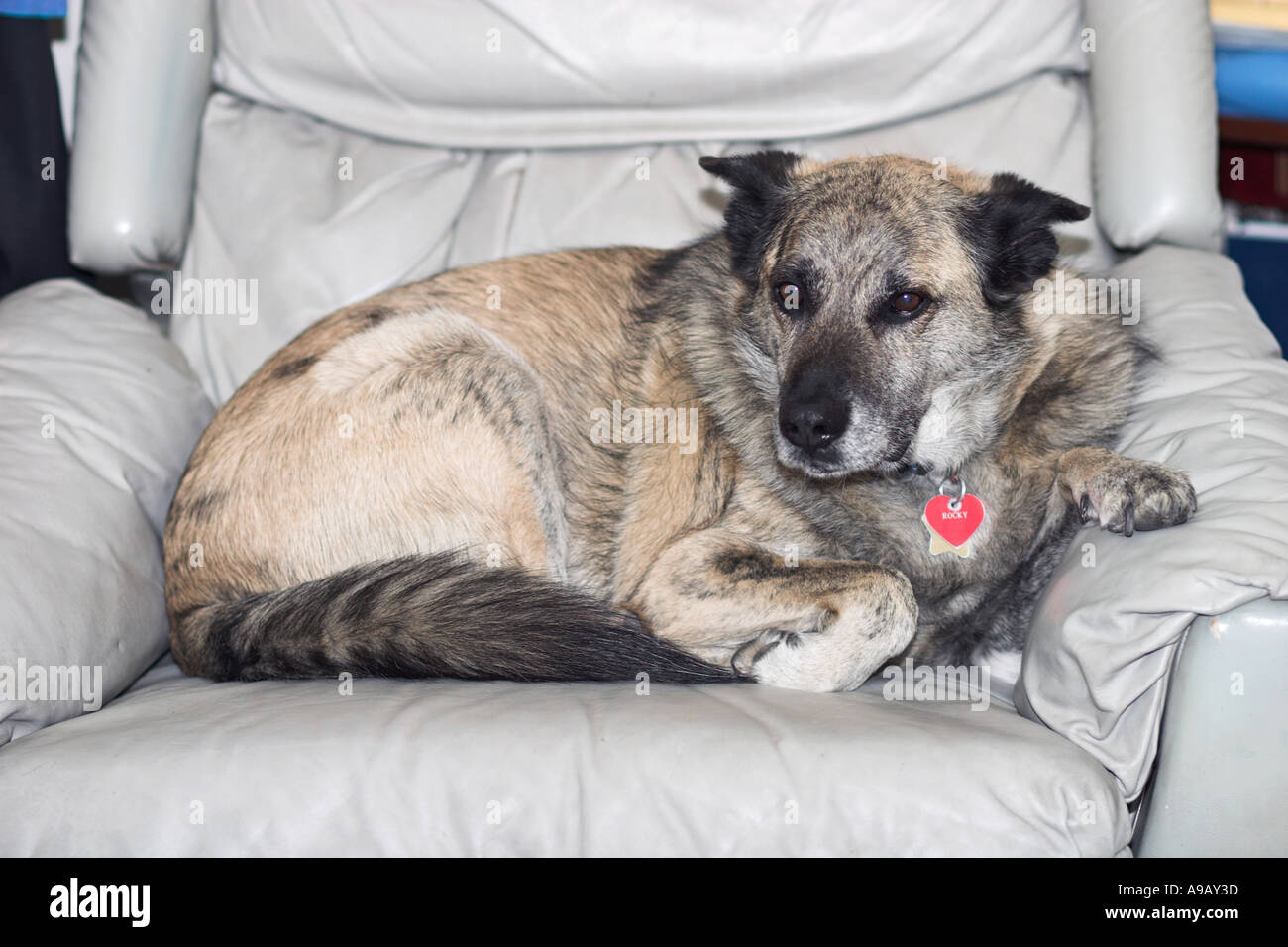 German Shepherd Greyhound Mix Puppy