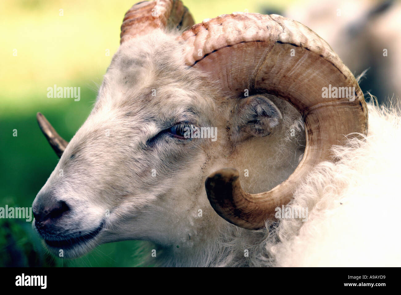 Ram head heads hi-res stock photography and images - Alamy