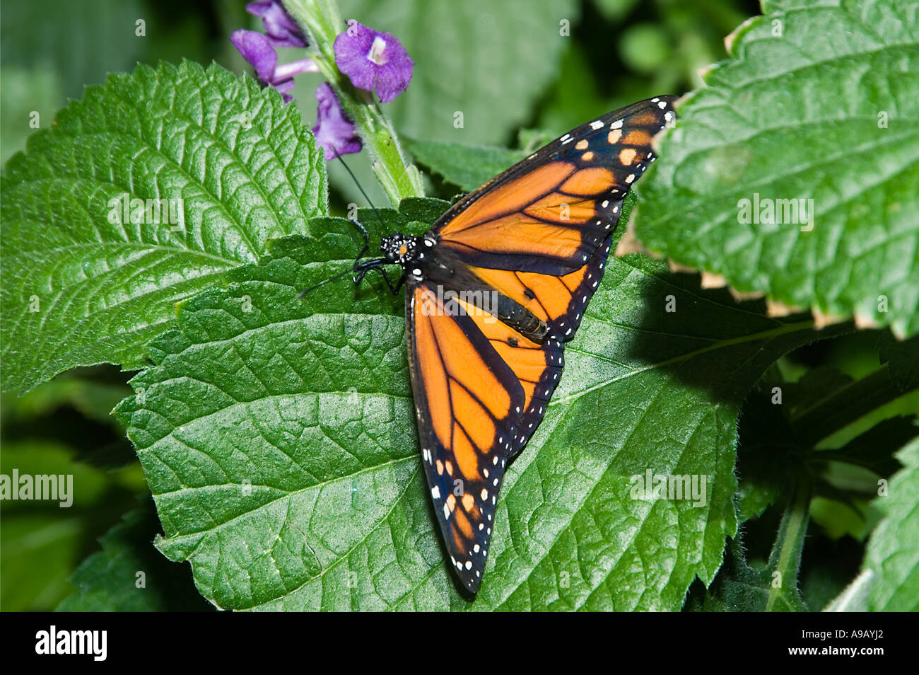 Monarch Butterfly (Danaus plexippus Stock Photo - Alamy