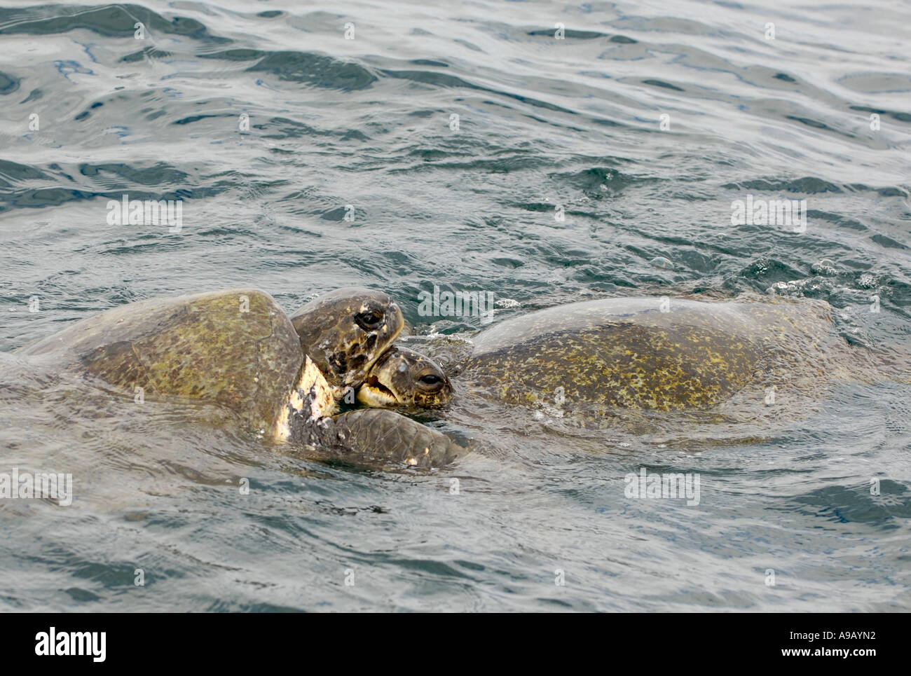 Latin America South America Ecuador Galapagos Islands San Cristobal ...