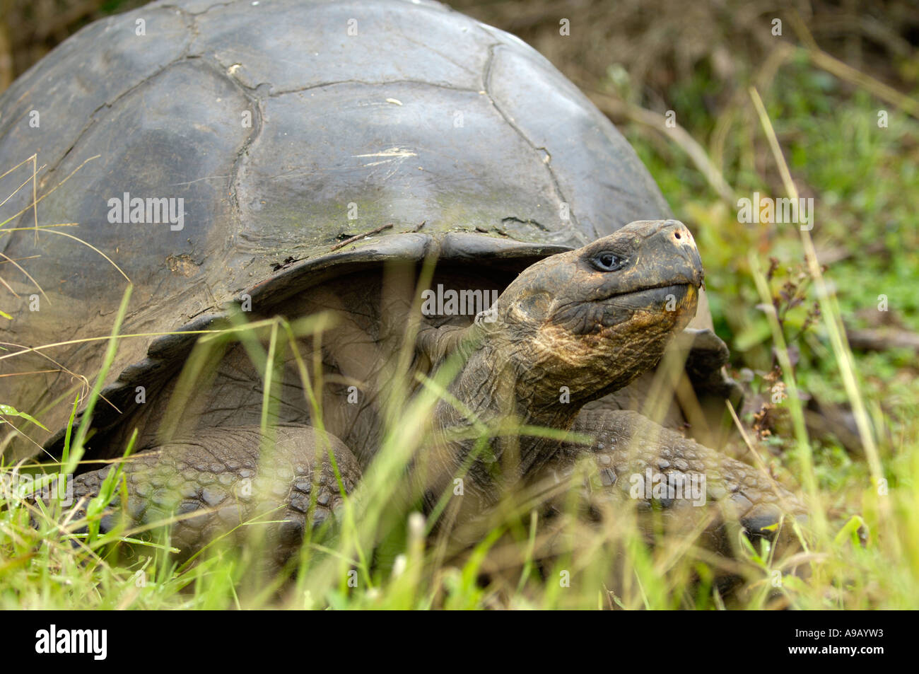 South America Latin America Ecuador Galapagos Islands Santa Cruz Island ...