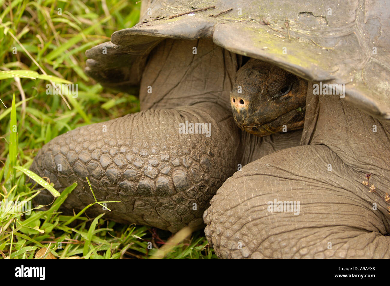 South America Latin America Ecuador Galapagos Islands Santa Cruz Island ...