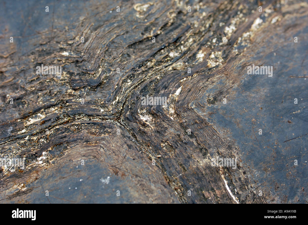 South America Latin America Ecuador Galapagos Islands Santa Cruz Island ...