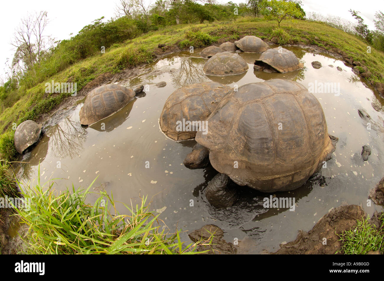 South America Latin America Ecuador Galapagos Islands Santa Cruz Island ...