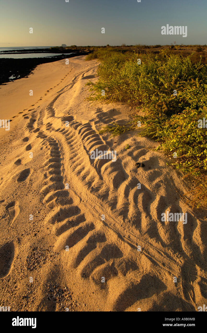 Sea turtle tracks in sand hi-res stock photography and images - Alamy