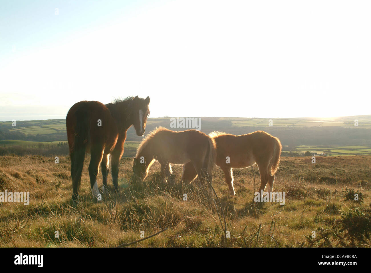 Cefn bryn hill pony hi-res stock photography and images - Alamy