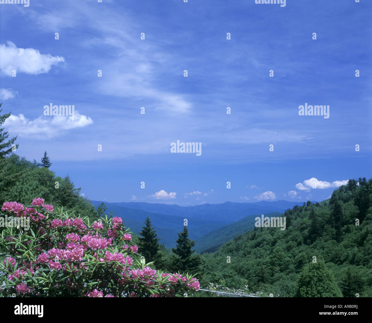 NEWFOUND GAP ROAD GREAT SMOKY MOUNTAINS NATIONAL PARK TENNESSEE USA ...