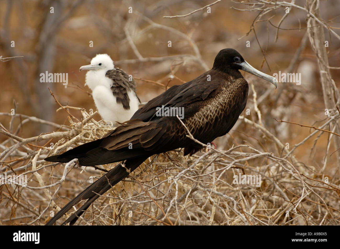 Baby frigate birds High Resolution Stock Photography and Images - Alamy