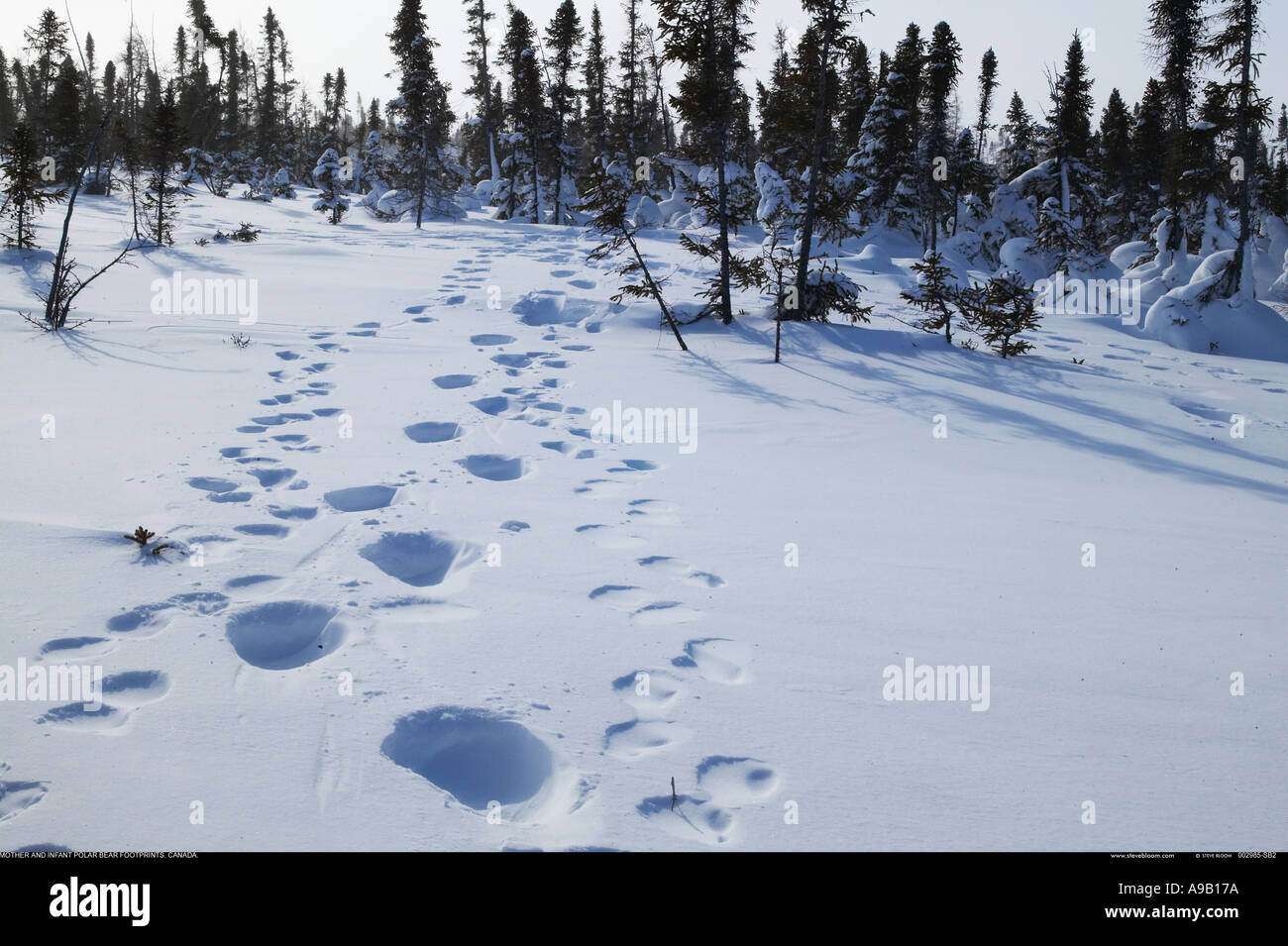 Polar bear footprints in the snow Manitoba Canada Stock Photo - Alamy