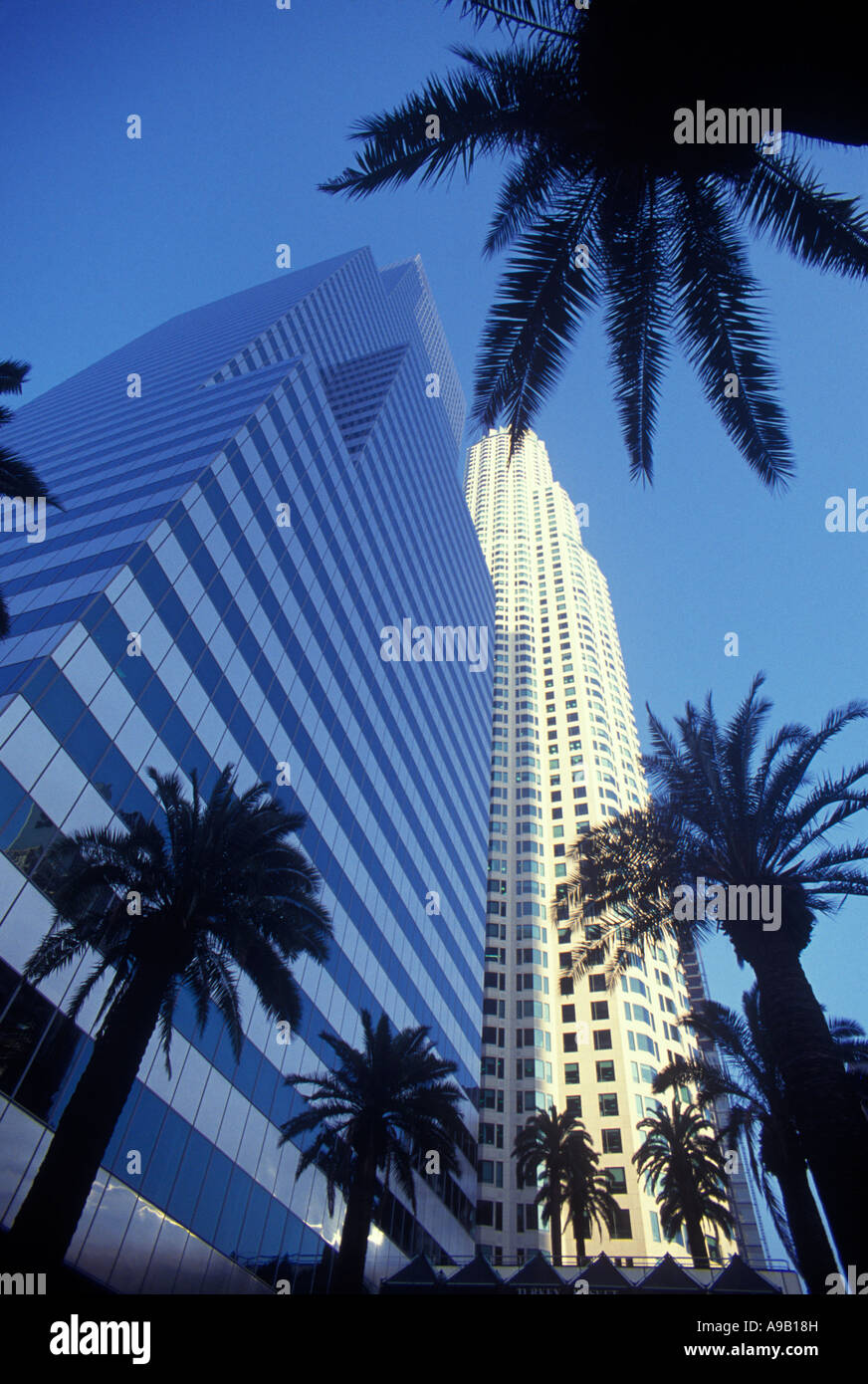 PALMS TREES FIRST INTERSTATE TOWER LOS ANGELES CALIFORNIA USA Stock ...