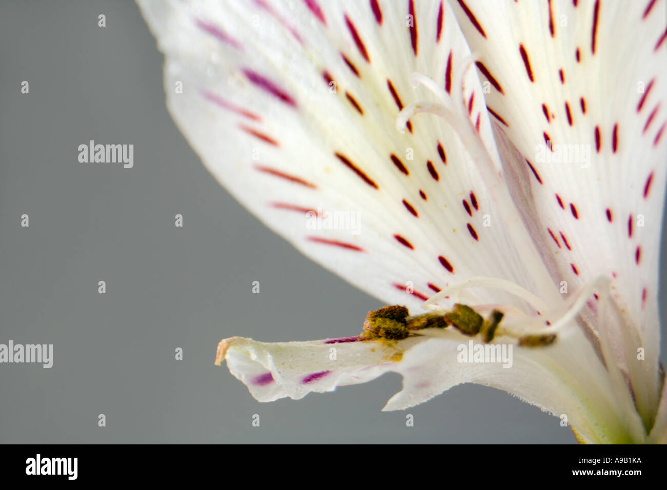 Simple flower structure Cut Out Stock Images & Pictures - Alamy