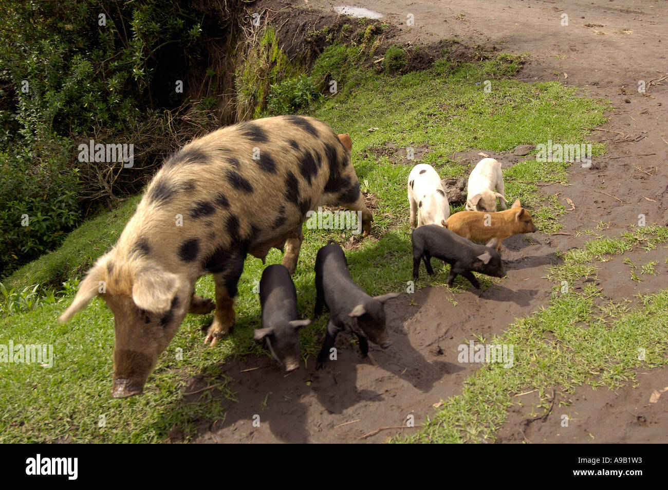 Ecuador Spotted sow pig and piglets Stock Photo - Alamy