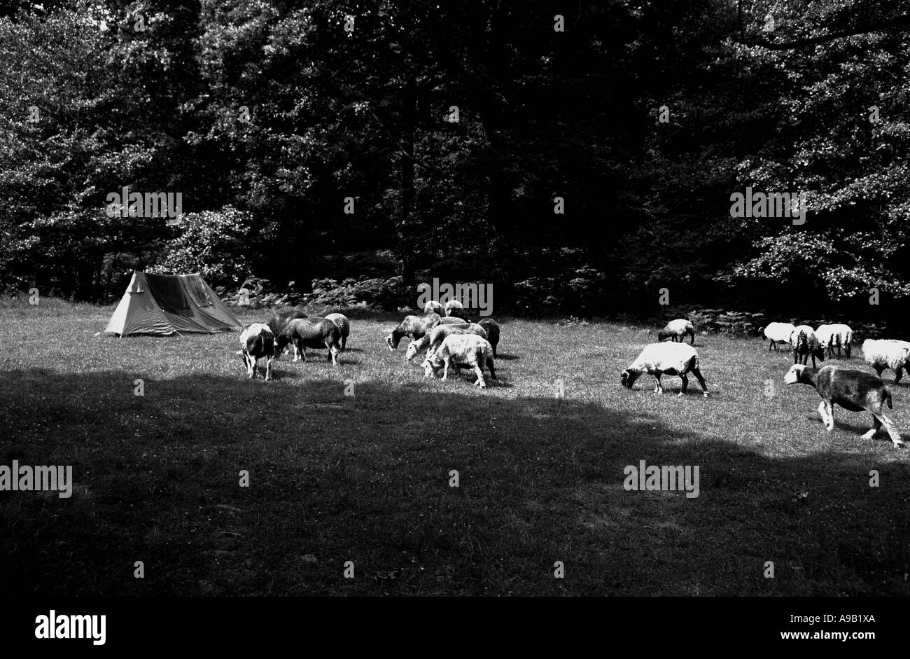 Sheep grazing by tent in Lake District Stock Photo - Alamy