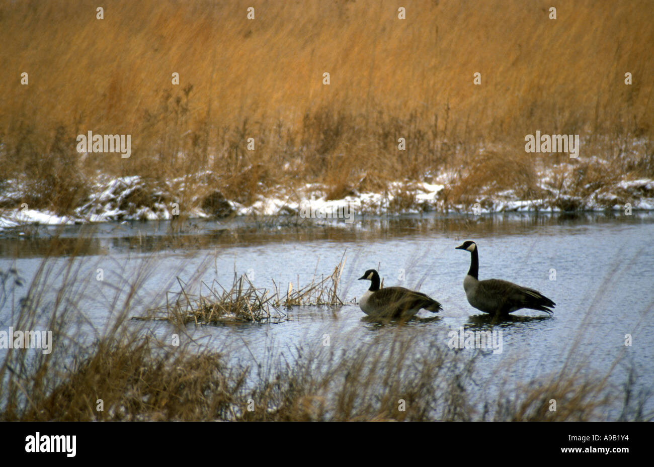 Goose hunt illinois hi-res stock photography and images - Alamy