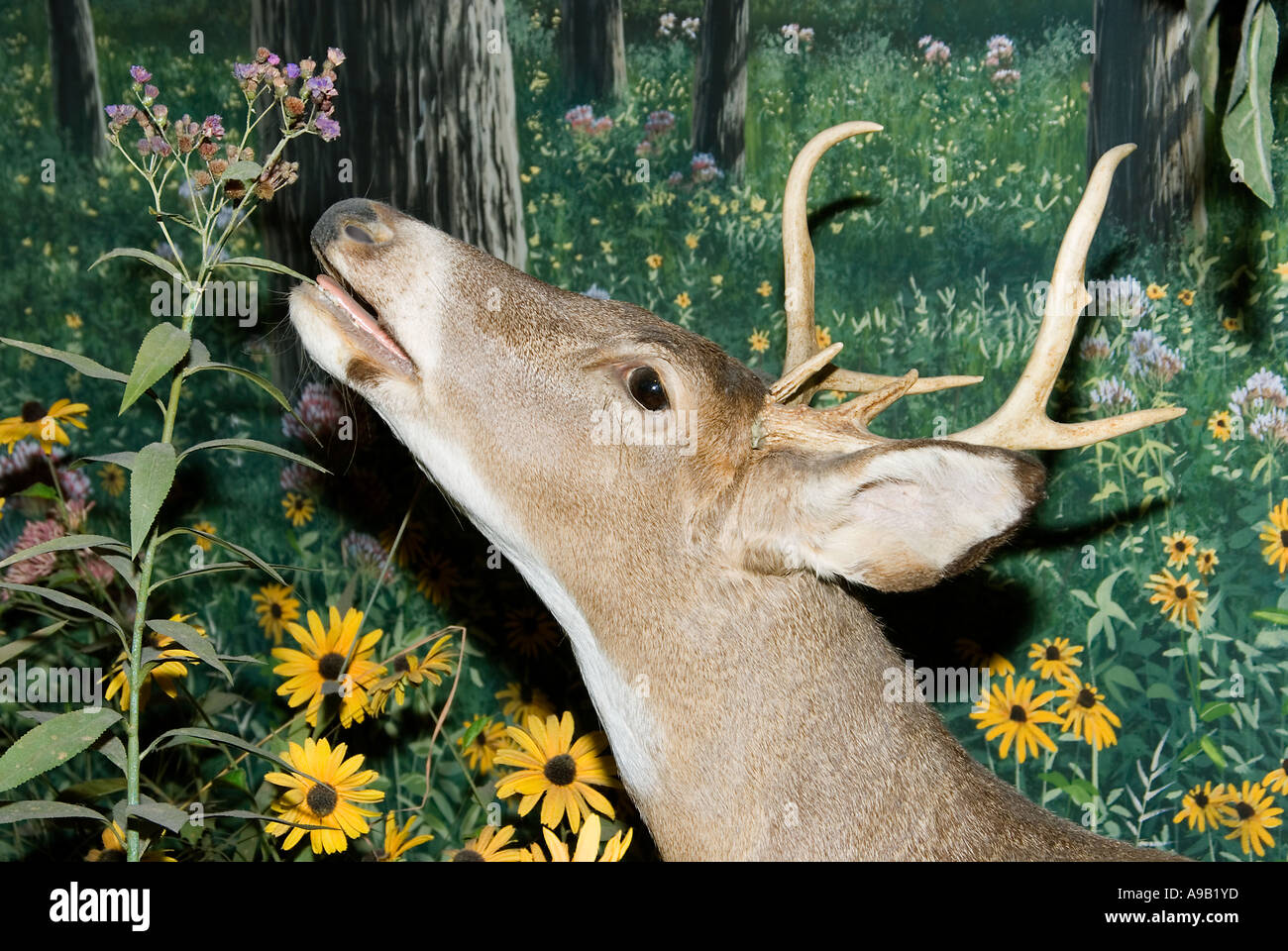 Staged Museum Deer Stock Photo - Alamy