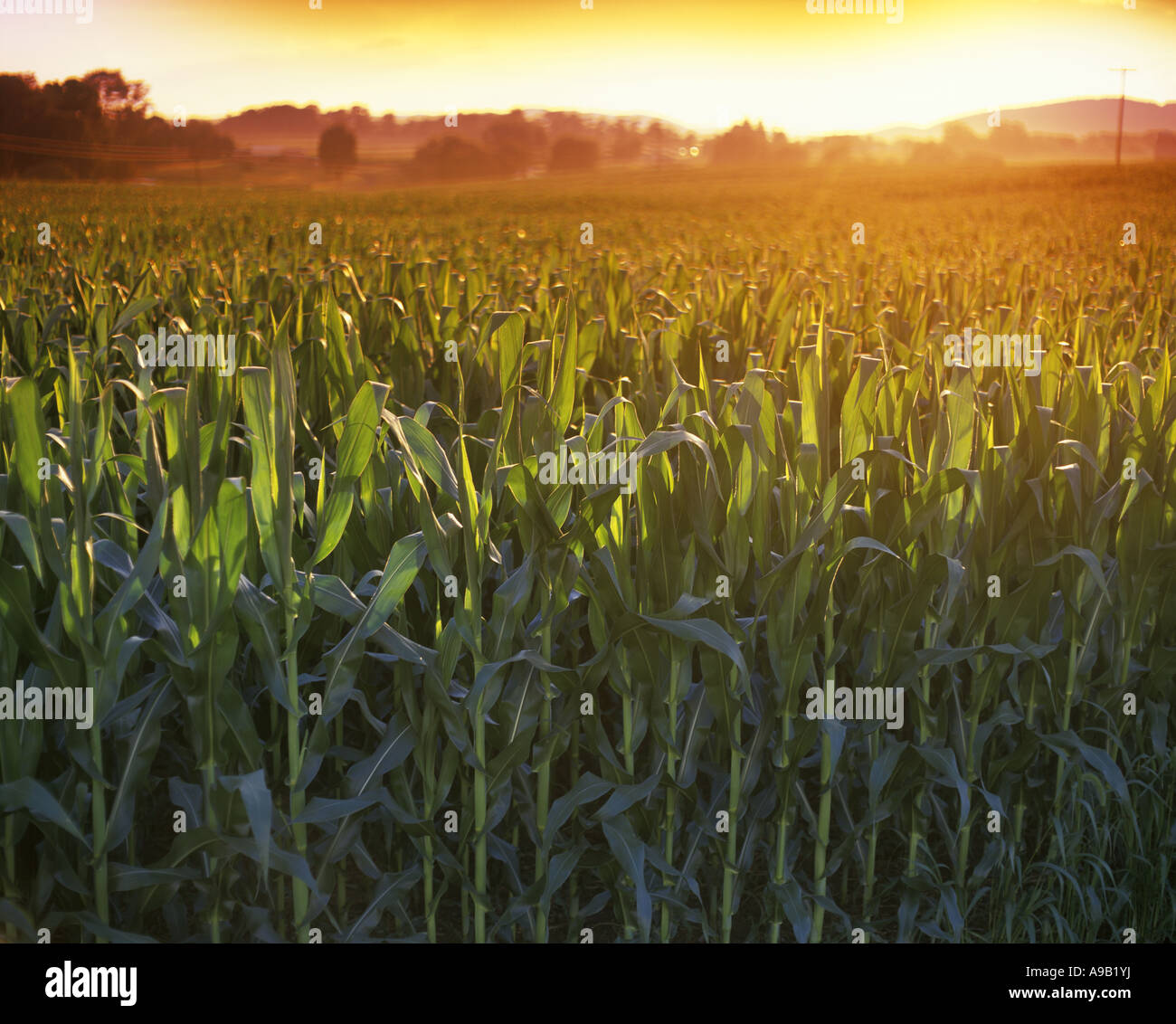 Cornfield ohio usa hi-res stock photography and images - Alamy