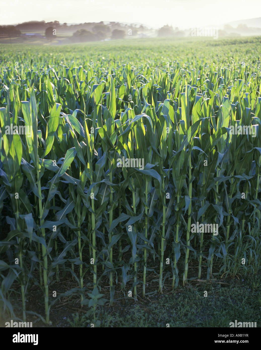 Cornfield ohio usa hi-res stock photography and images - Alamy