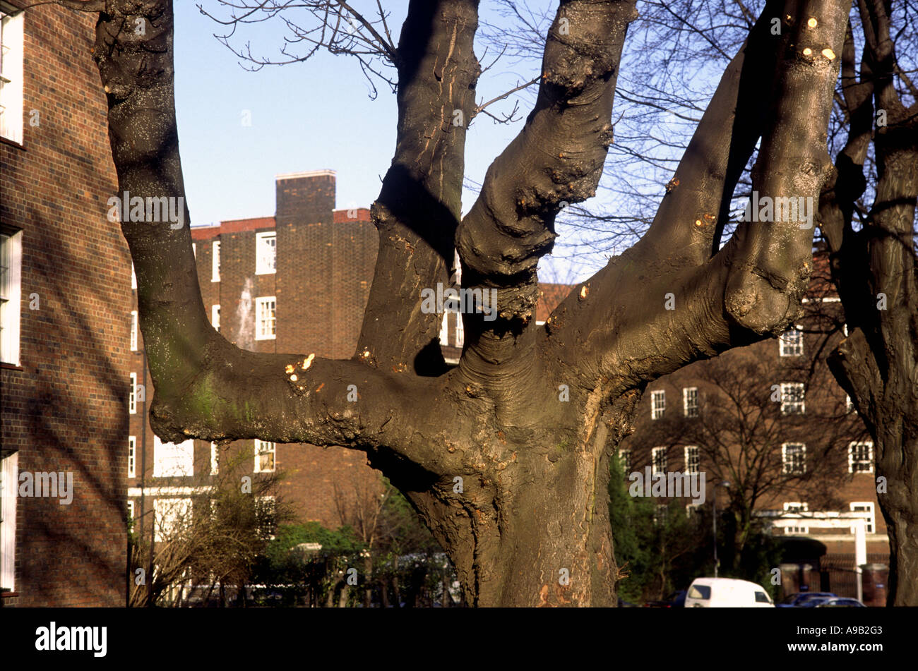 Hand shaped tree in front of apartment block Stock Photo - Alamy