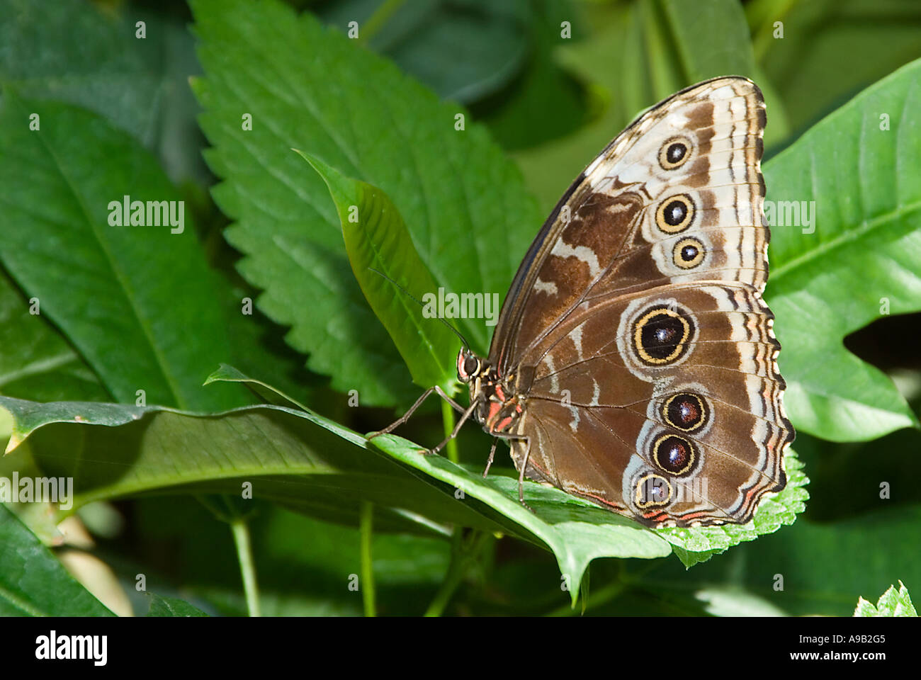 Common Morpho Butterfly Stock Photo - Alamy