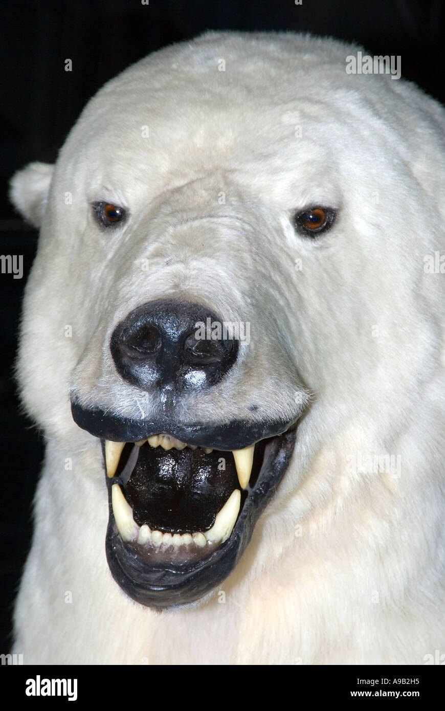 Fake polar bear hi-res stock photography and images - Alamy