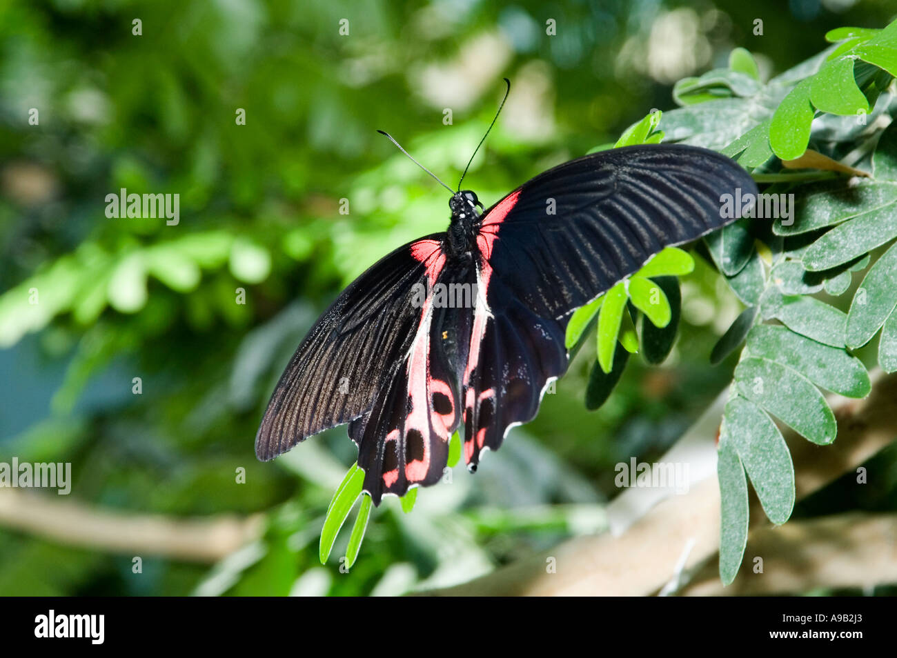 Scarlet Mormon Swallowtail (Papilio rumanzovia Stock Photo - Alamy