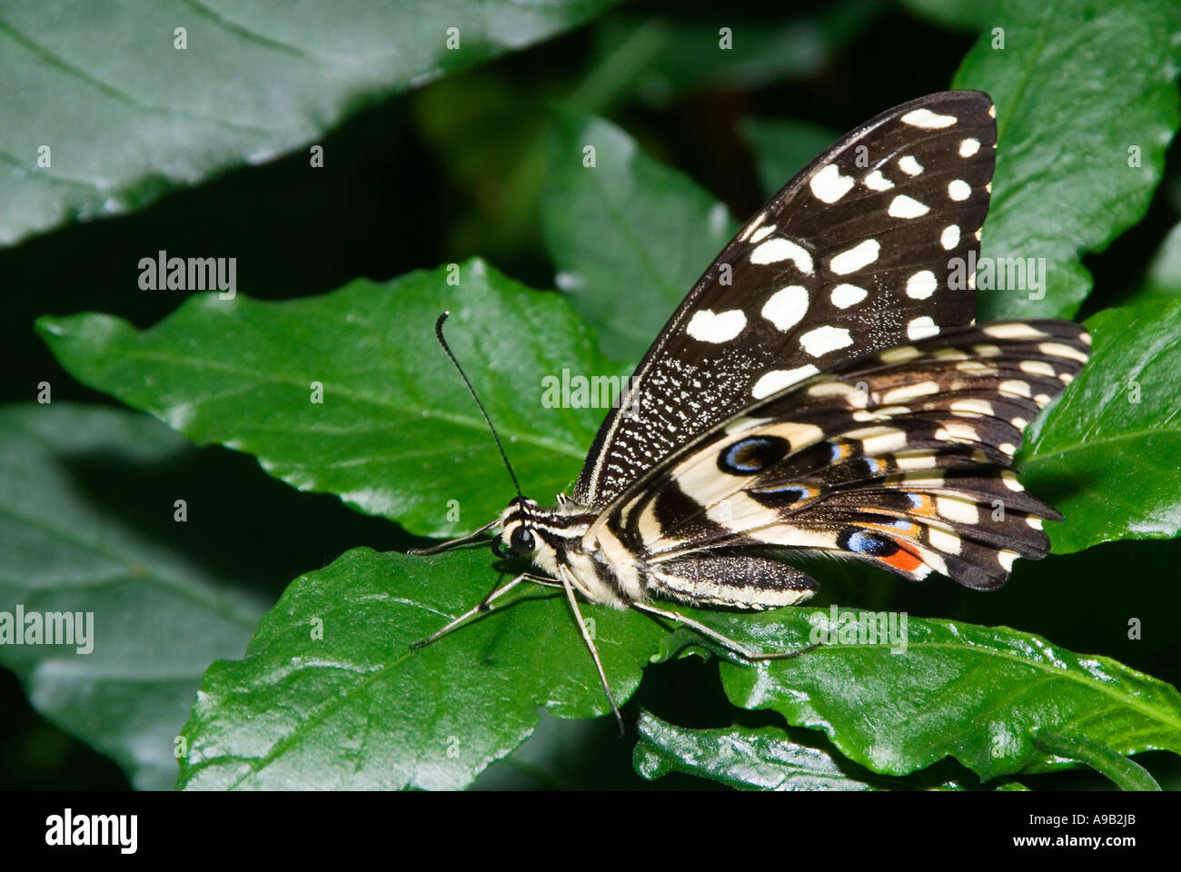 Checkered swallowtail hi-res stock photography and images - Alamy