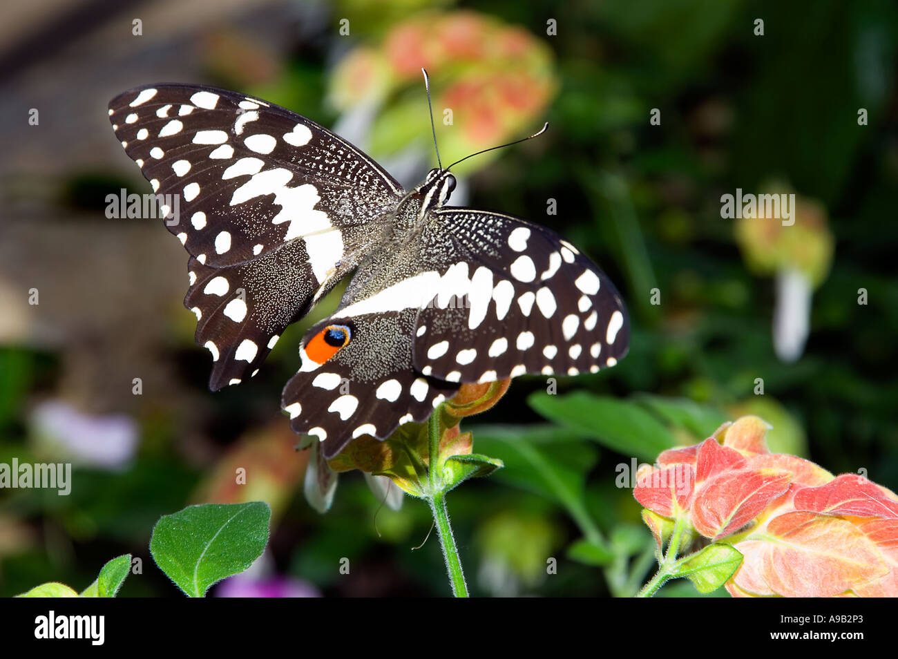 Checkered Swallowtail Butterfly (Papilio demoleus Stock Photo - Alamy