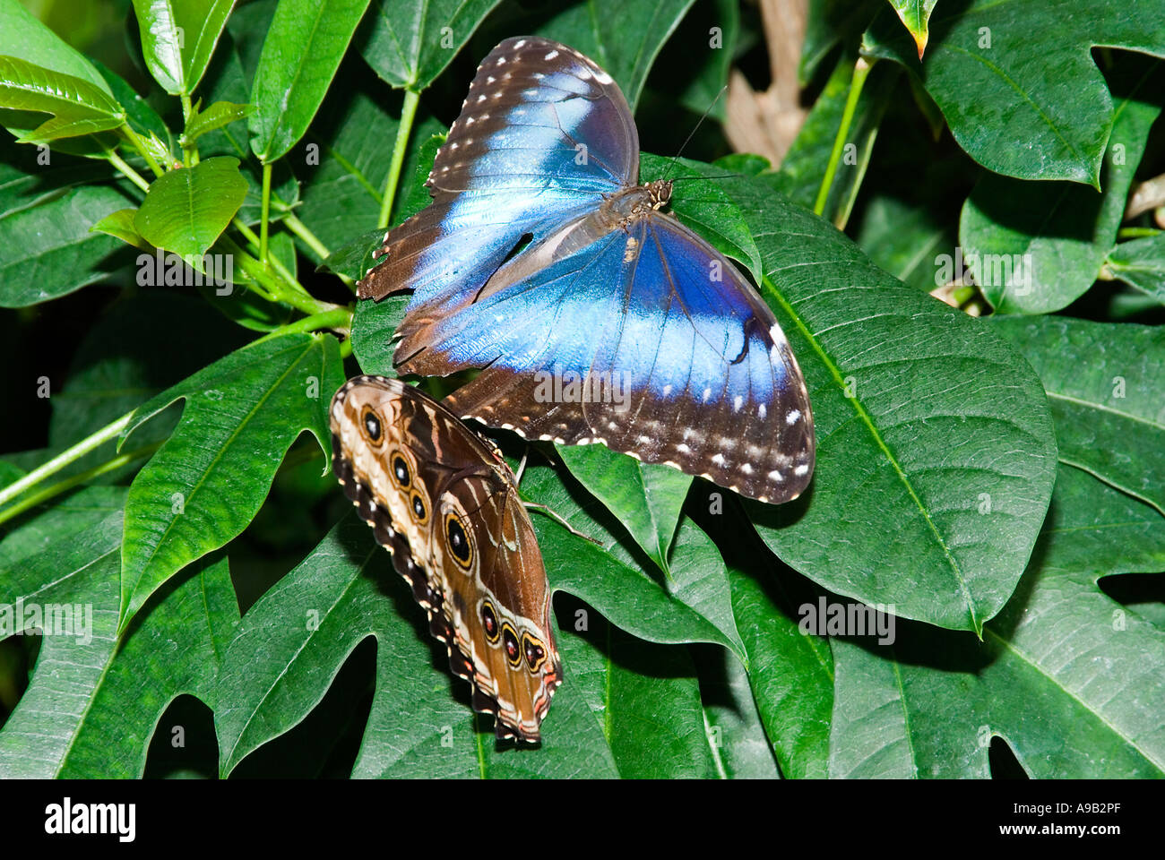Common Morpho Butterflies (Morpho peleides Stock Photo - Alamy