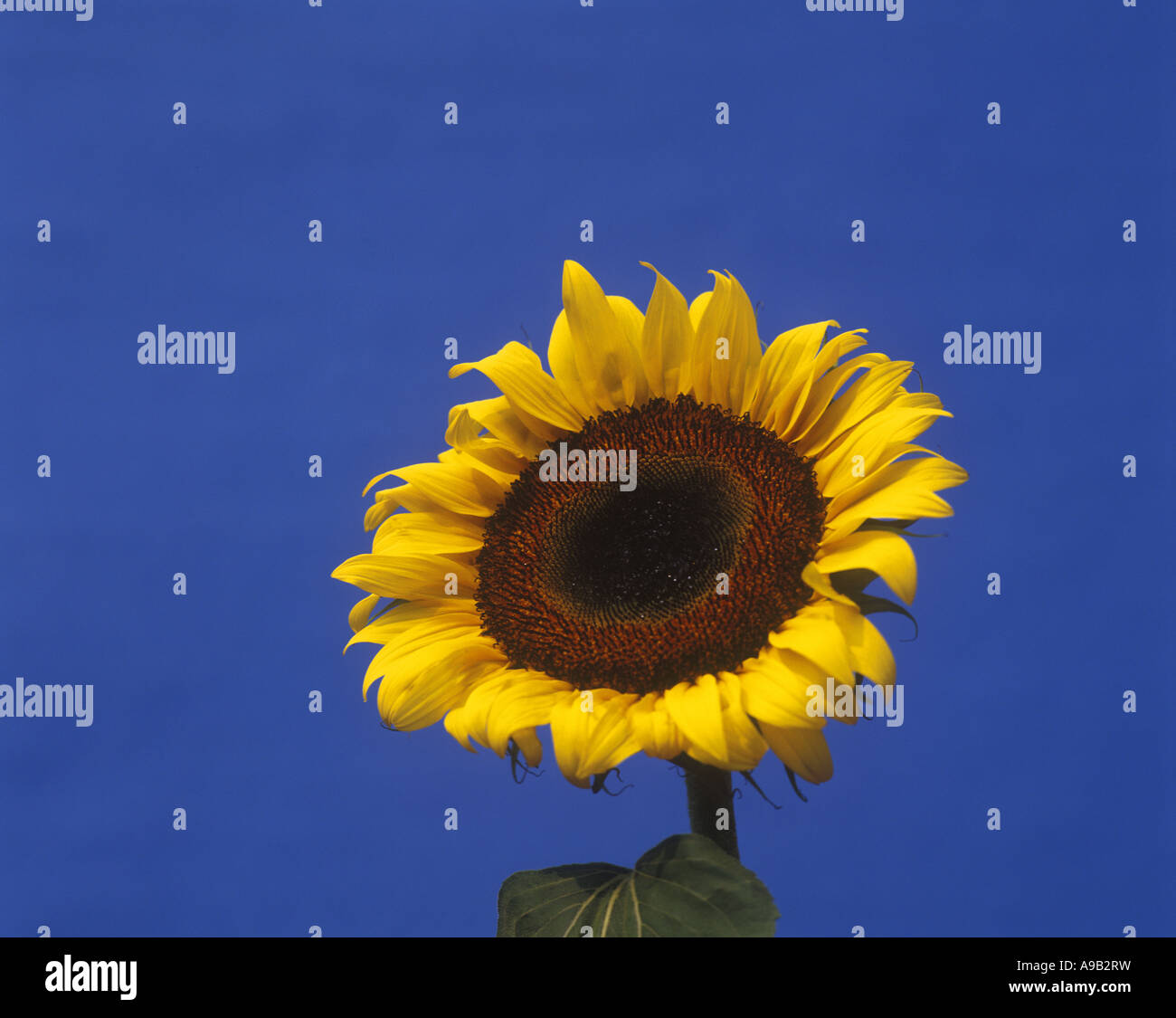 SINGLE TALL SUNFLOWER ALONE Stock Photo - Alamy