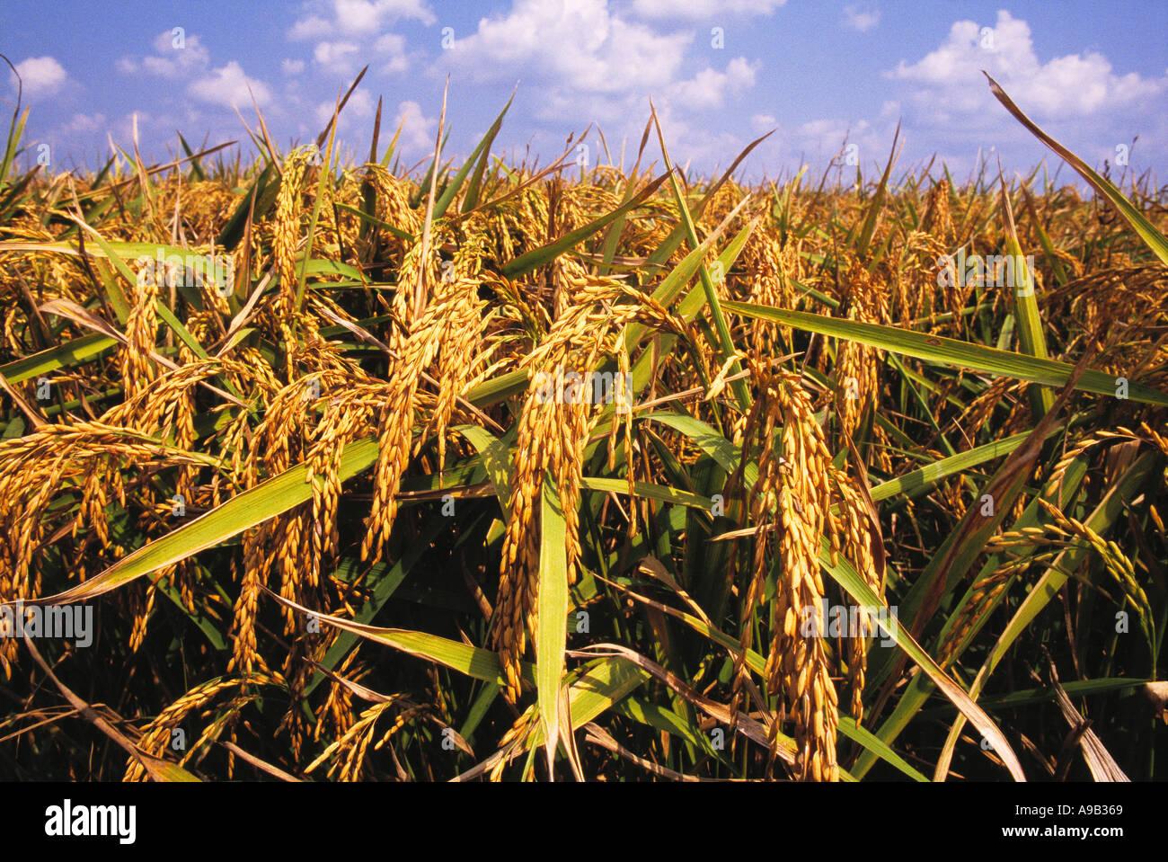 Rice plant in maturity hi-res stock photography and images - Alamy