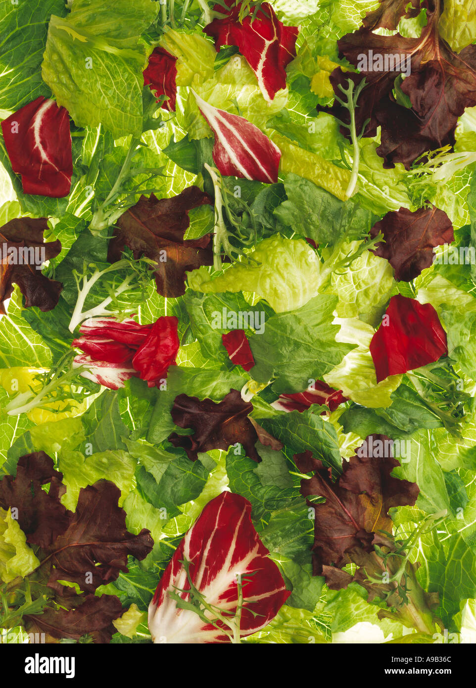 Red leaved lettuce hi-res stock photography and images - Alamy