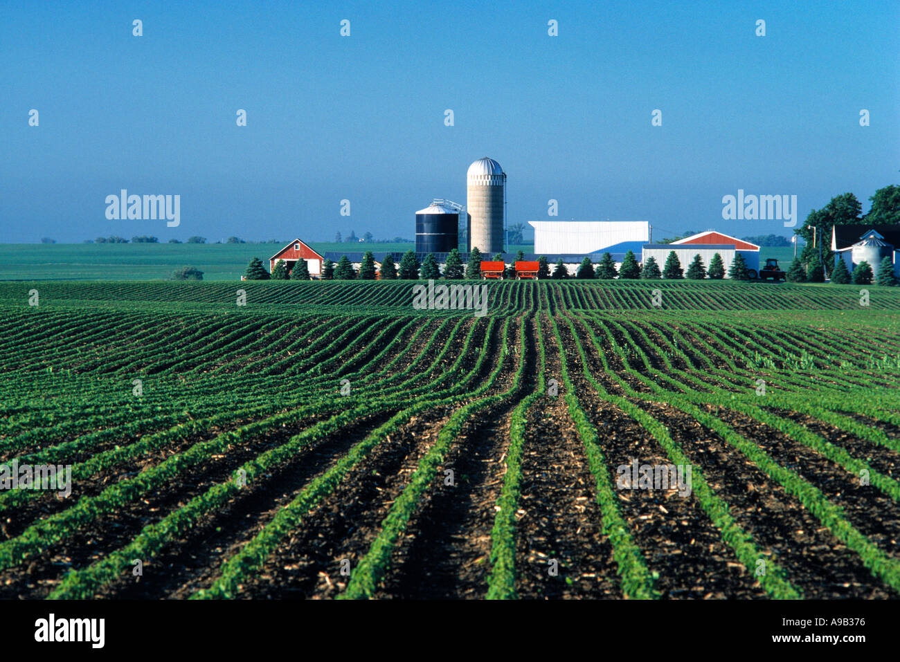 Agriculture - Field of early growth soybeans with a farmstead in the ...