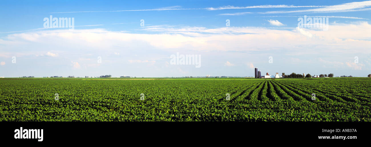 Agriculture - Mid growth soybean field with farmsteads in the distance ...