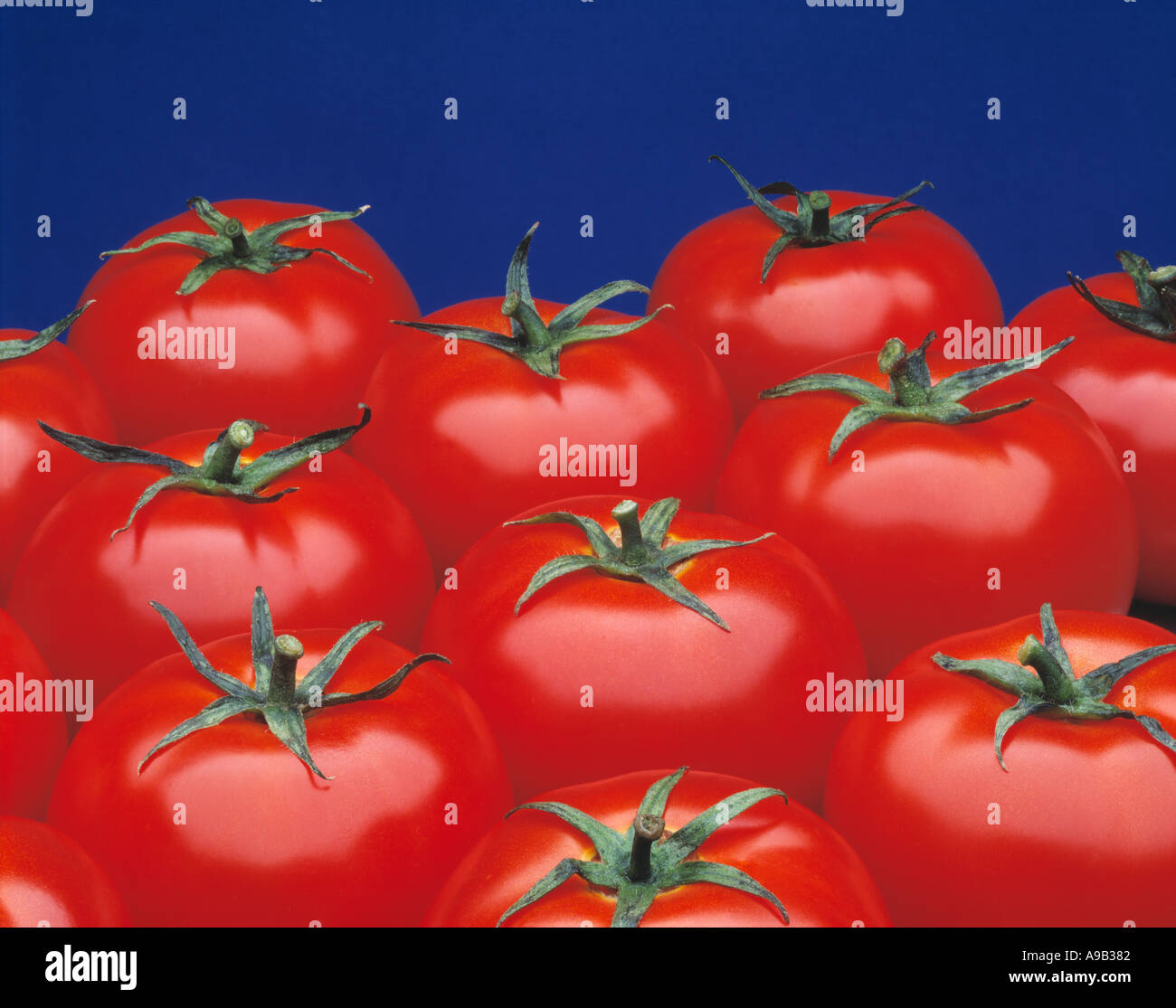Agriculture - Rows of ripe Fresh Market tomatoes with a blue background ...