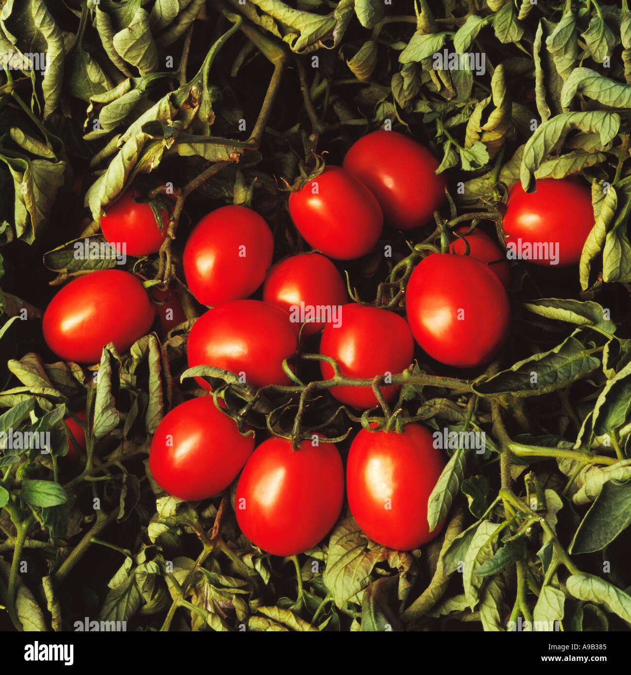 Tomato processing plant california hi-res stock photography and images ...