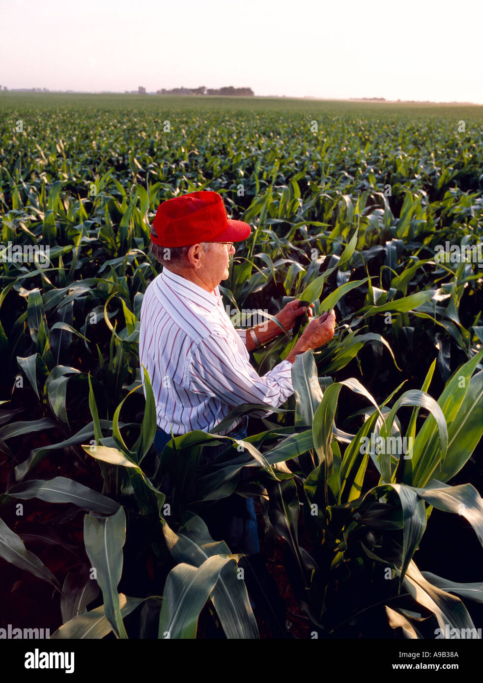 Agriculture - A farmer standing in his shoulder high mid growth grain ...