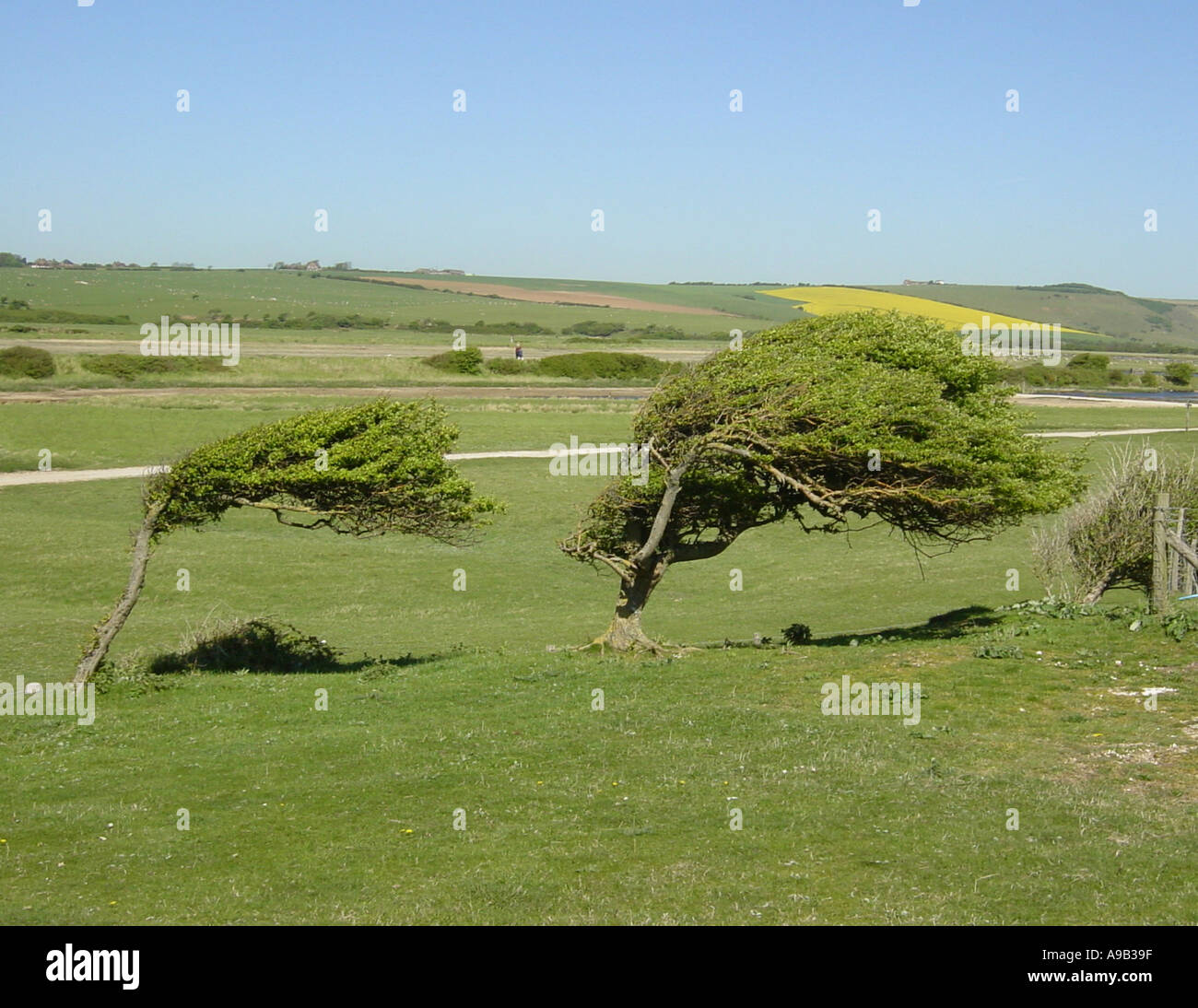 Windswept bushes hi-res stock photography and images - Alamy