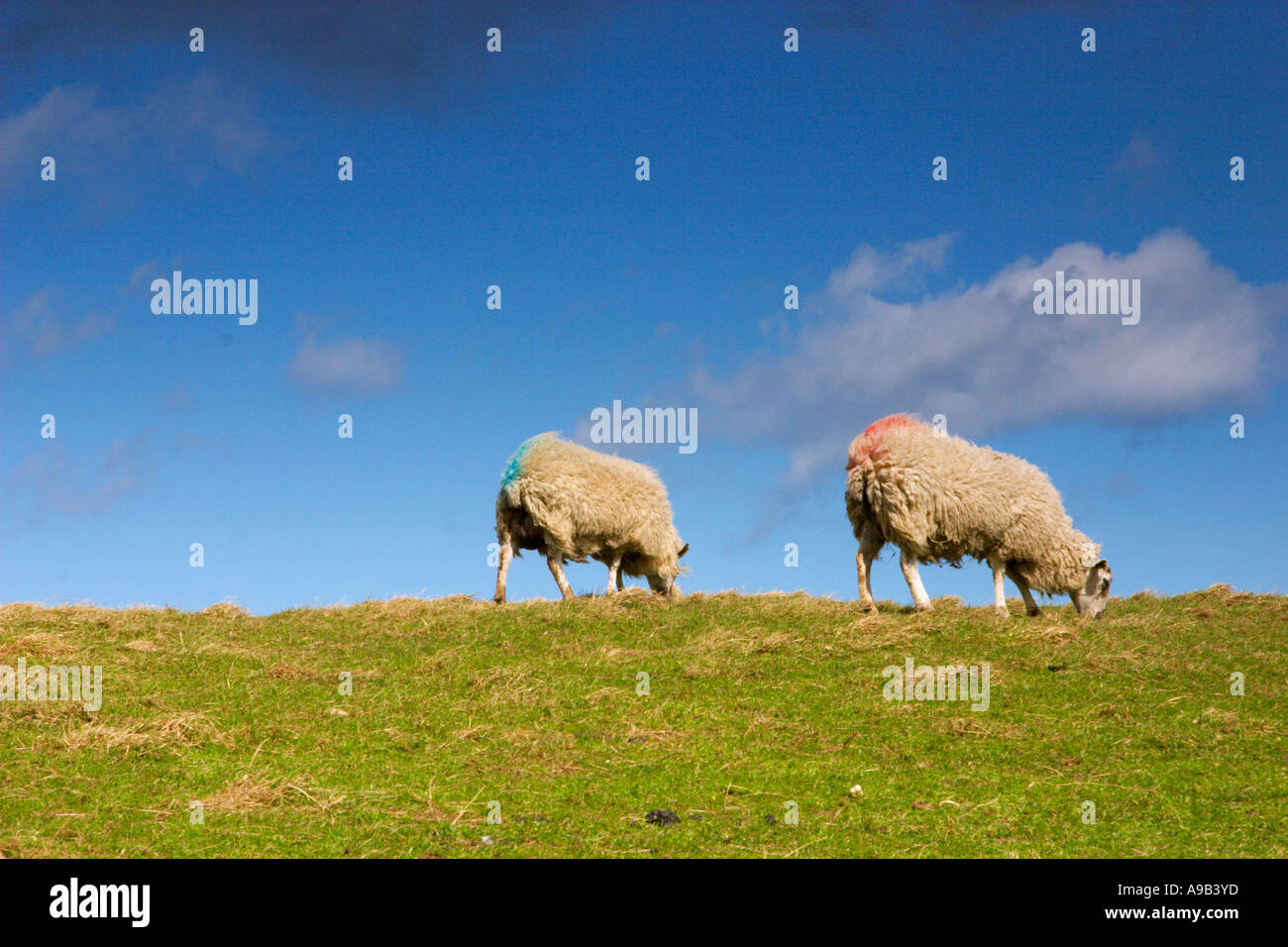 Sheep eating grass hi-res stock photography and images - Alamy