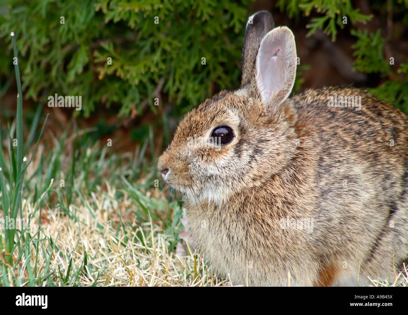 Eastern Cottontail (Sylvilagus floridanus Stock Photo - Alamy