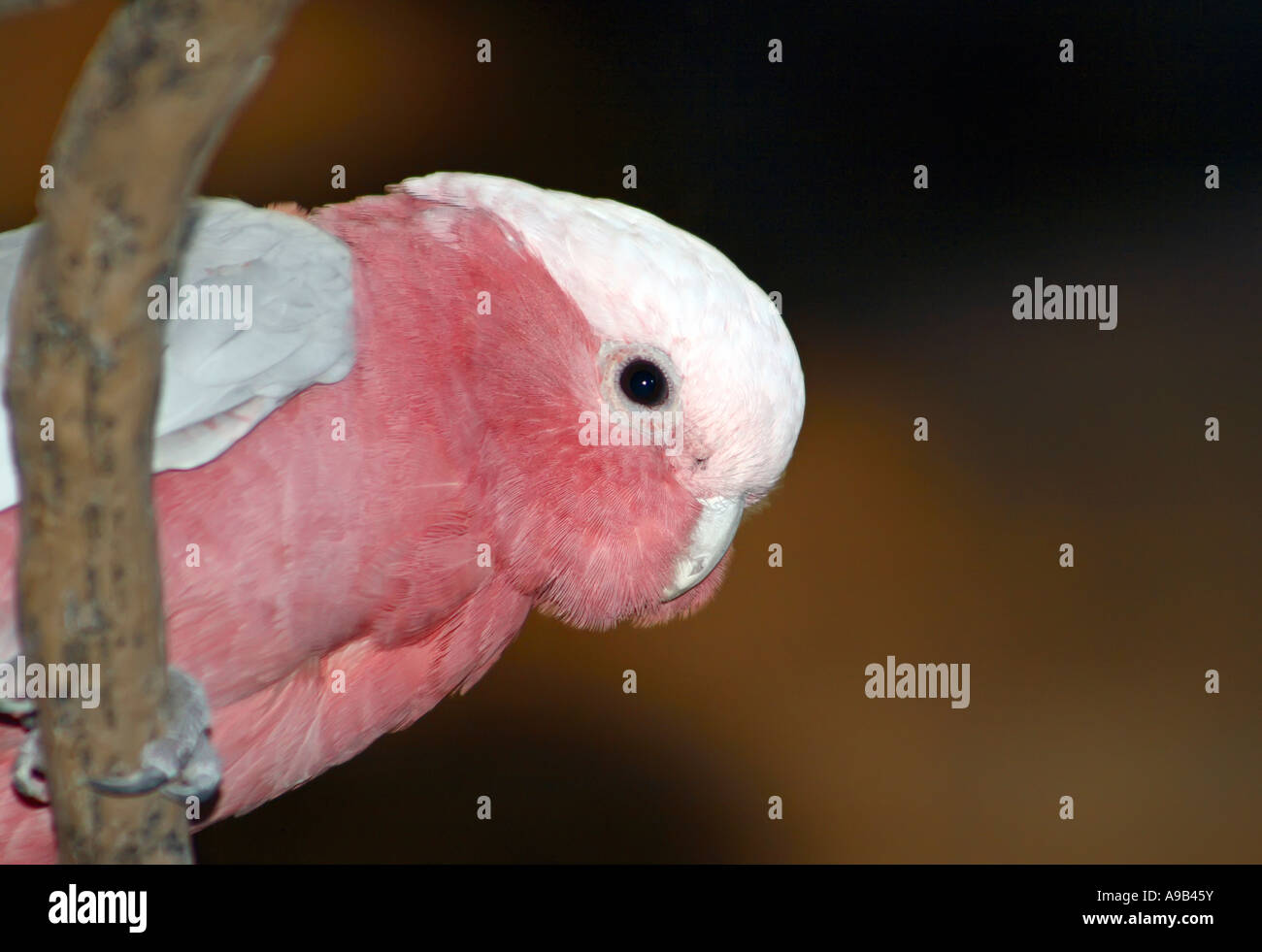 Galah Cockatoo, aka Rose-breasted Cockatoo (Eolophus roseicapillus ...