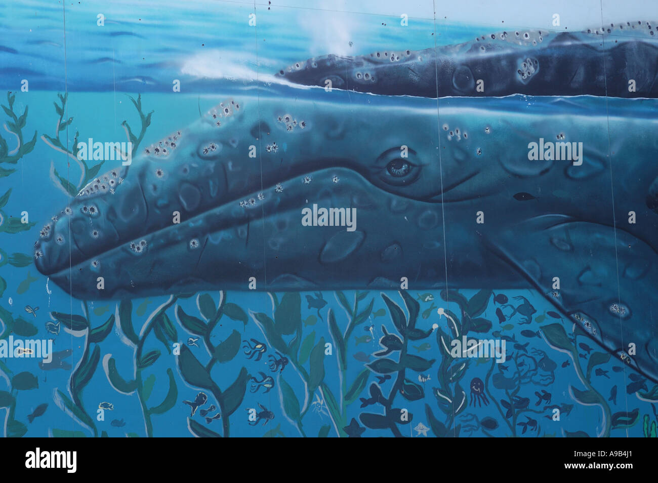 Wyland whale mural hi-res stock photography and images - Alamy