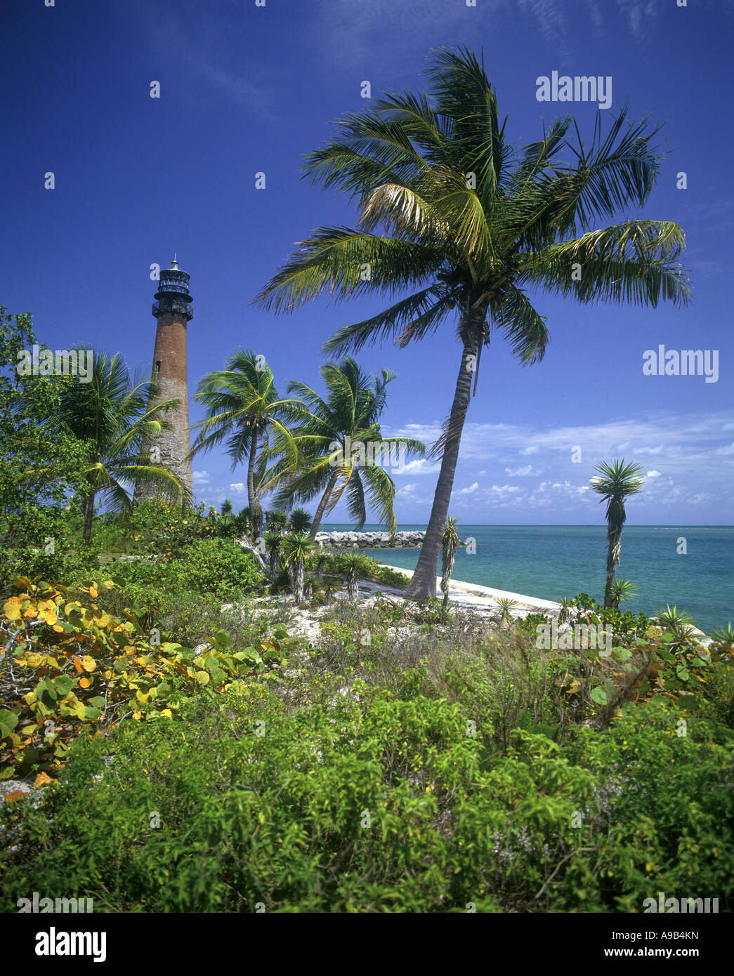 PALM TREES KEY BISCAYNE LIGHTHOUSE BILL BAGGS CAPE FLORIDA STATE PARK ...