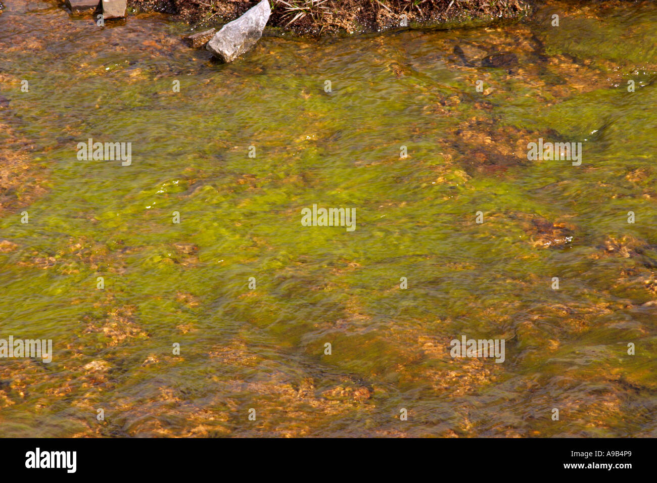 Algae growing in a shallow stream Stock Photo - Alamy