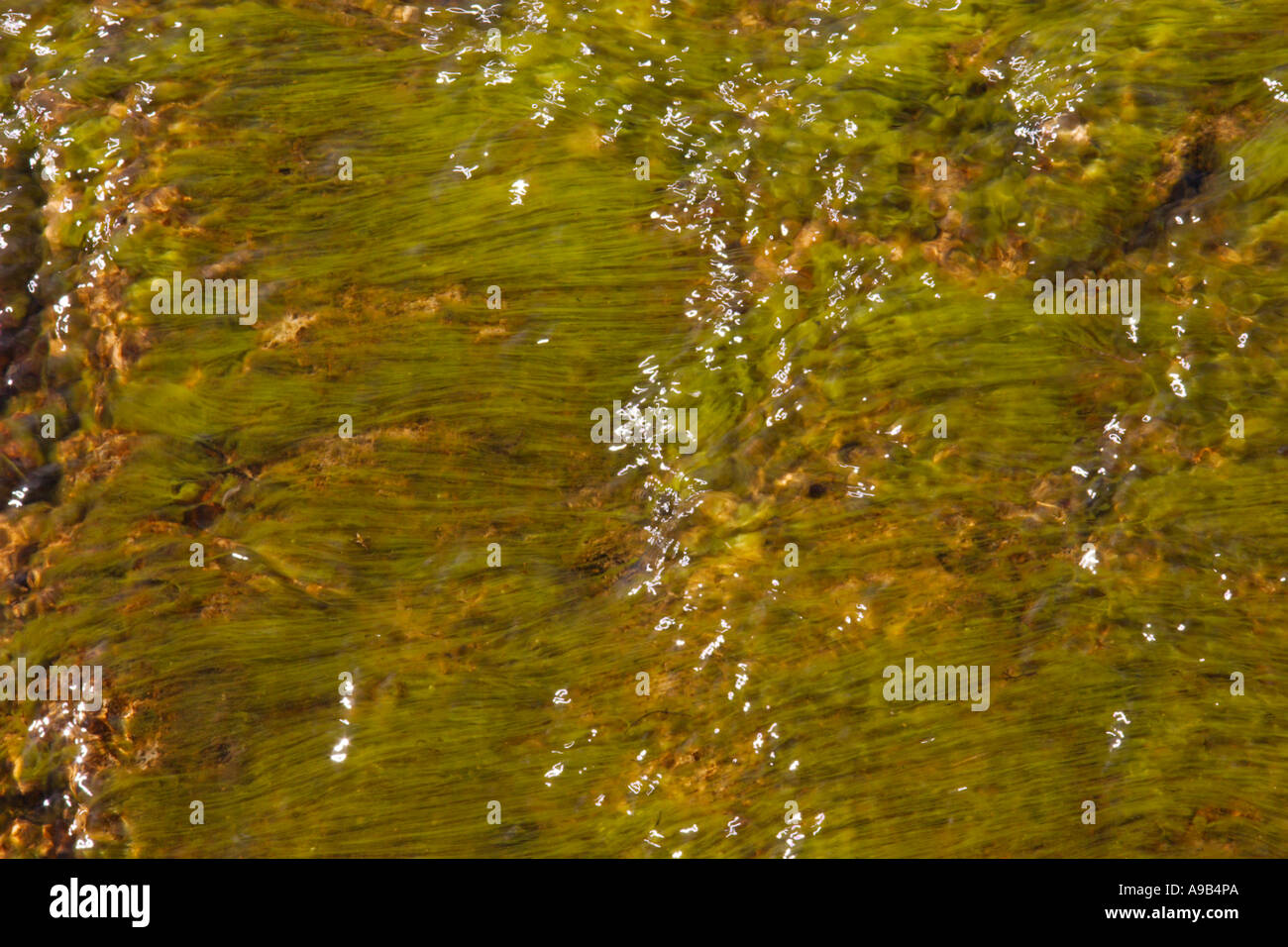 Algae growing in a shallow stream Stock Photo - Alamy